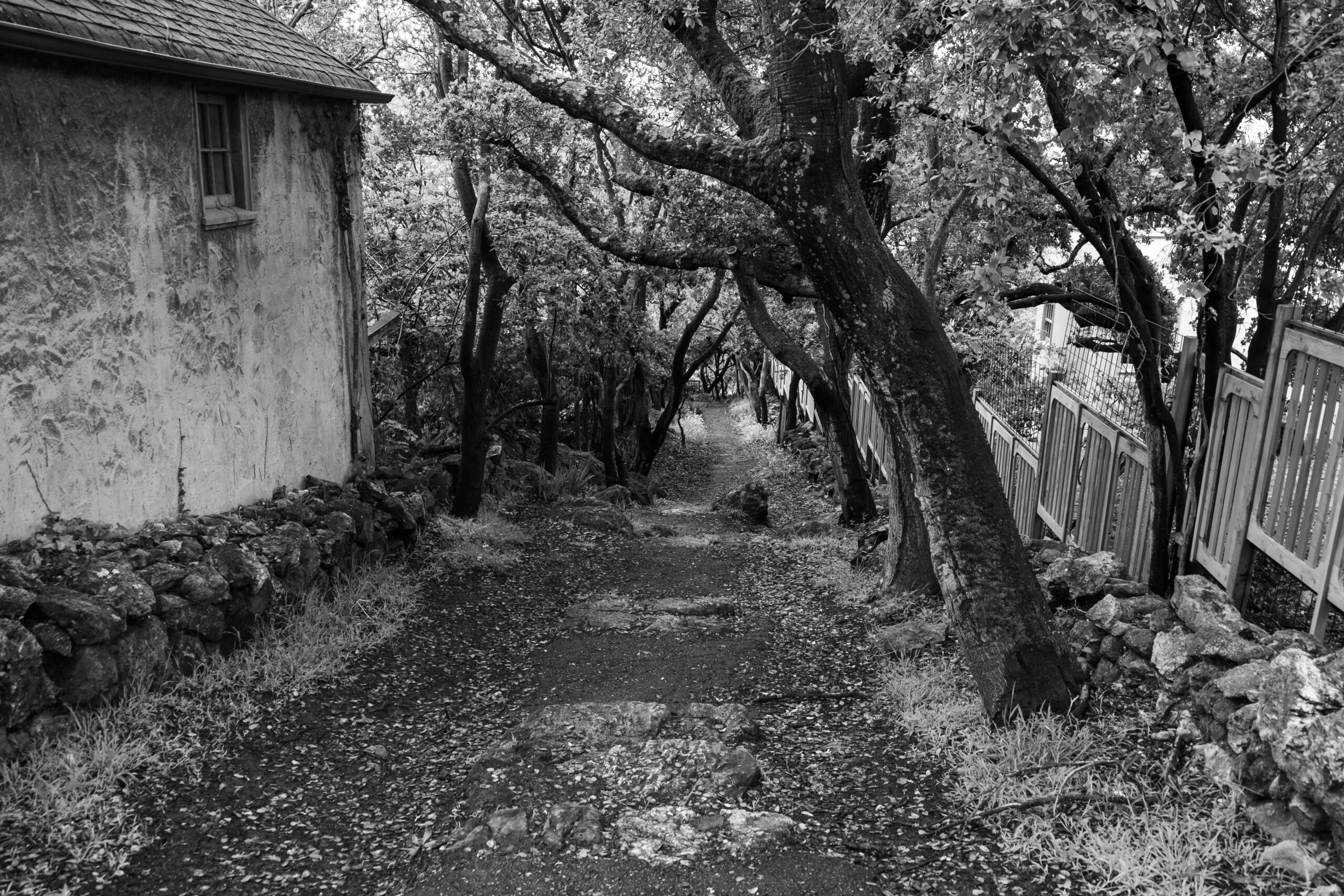 Volunteer association keeps Berkeley’s trails well-maintained ...